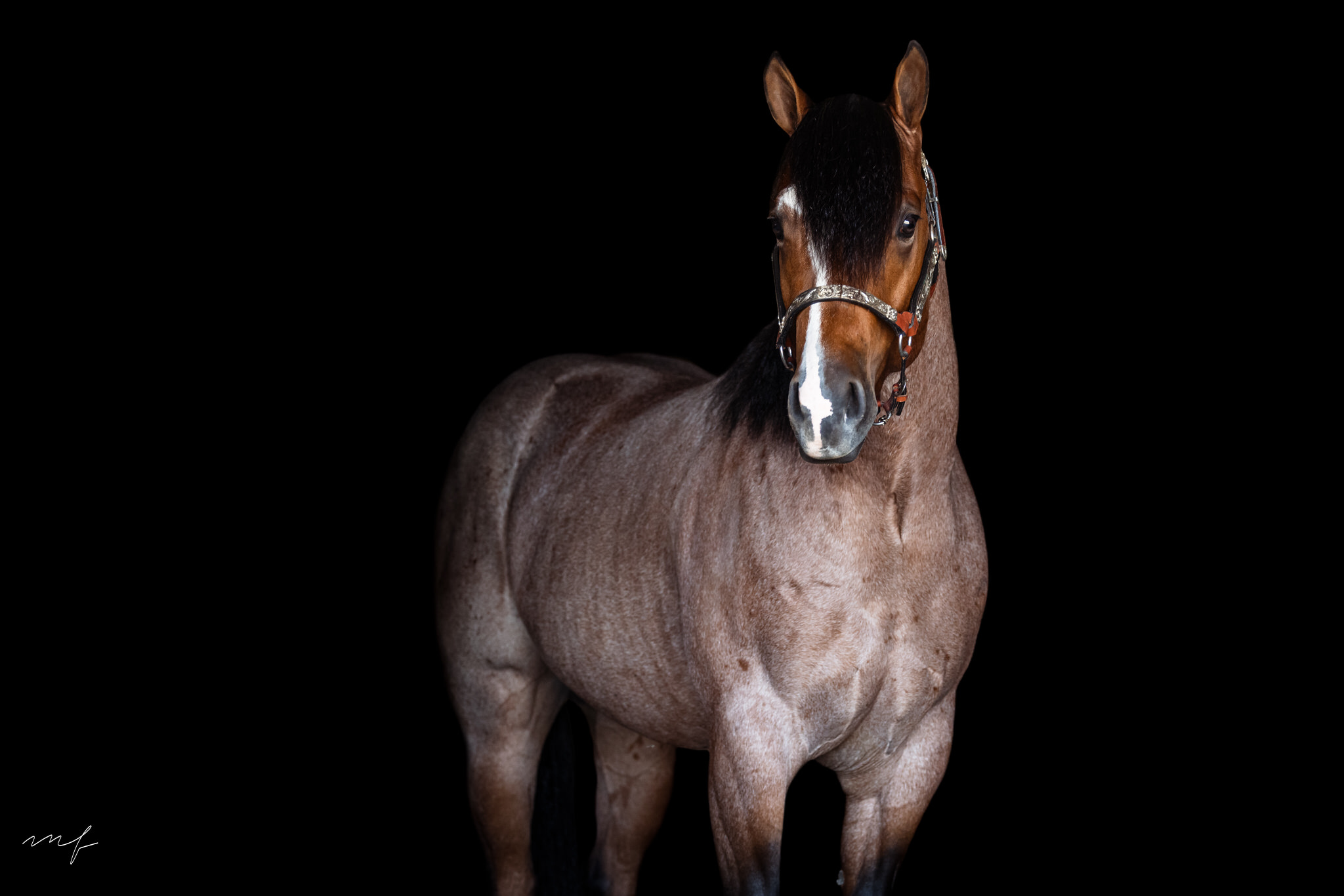 Catolena Joe – Bryant-Ranch