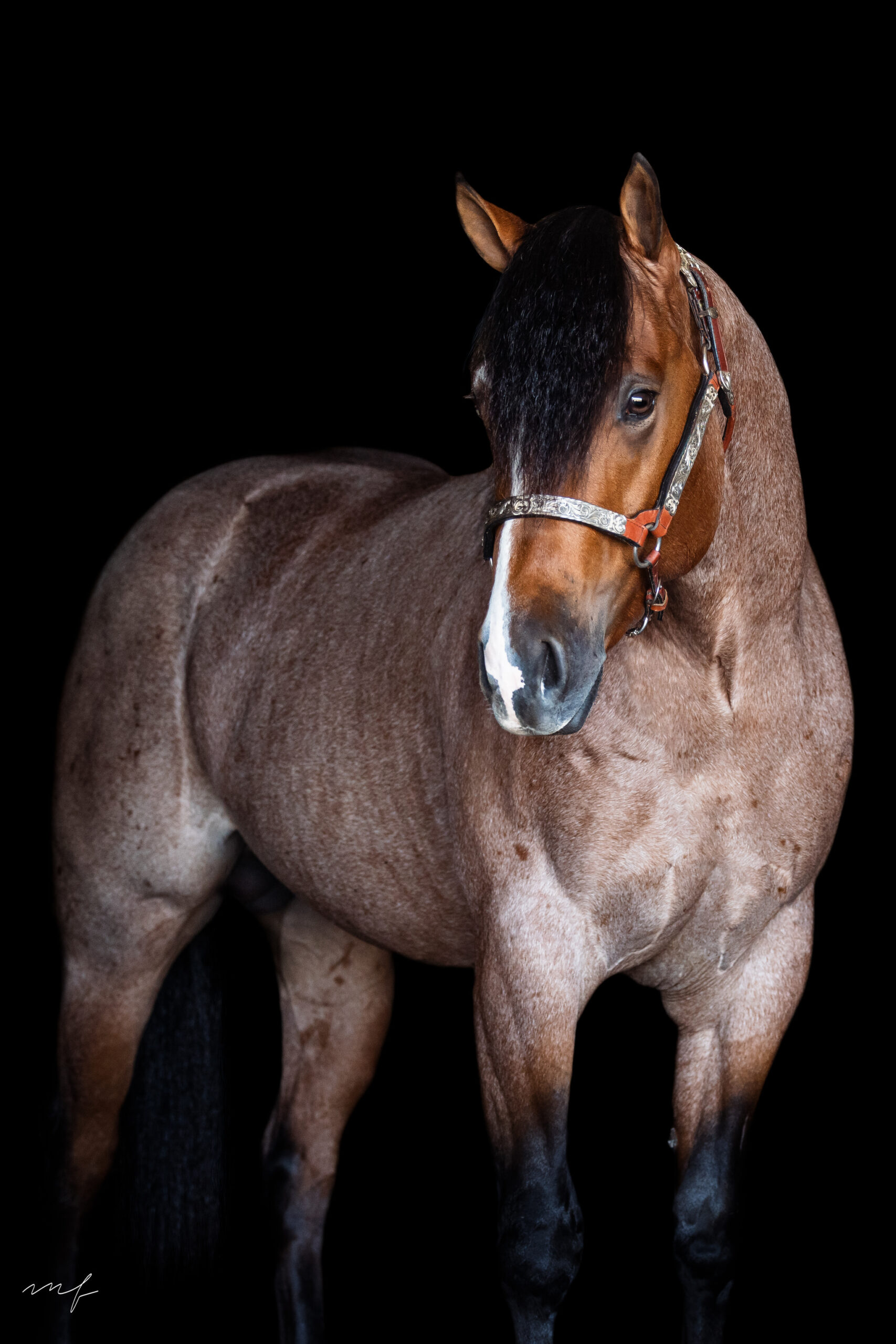 Catolena Joe – Bryant-Ranch