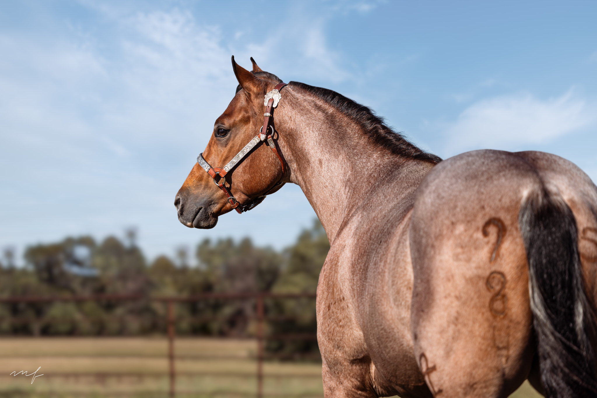 Catolena Joe – Bryant-Ranch