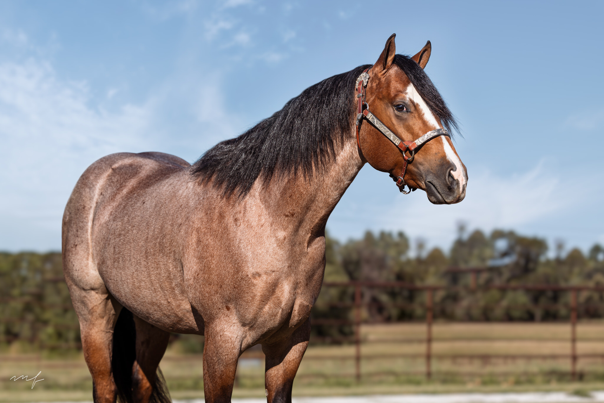Catolena Joe – Bryant-Ranch