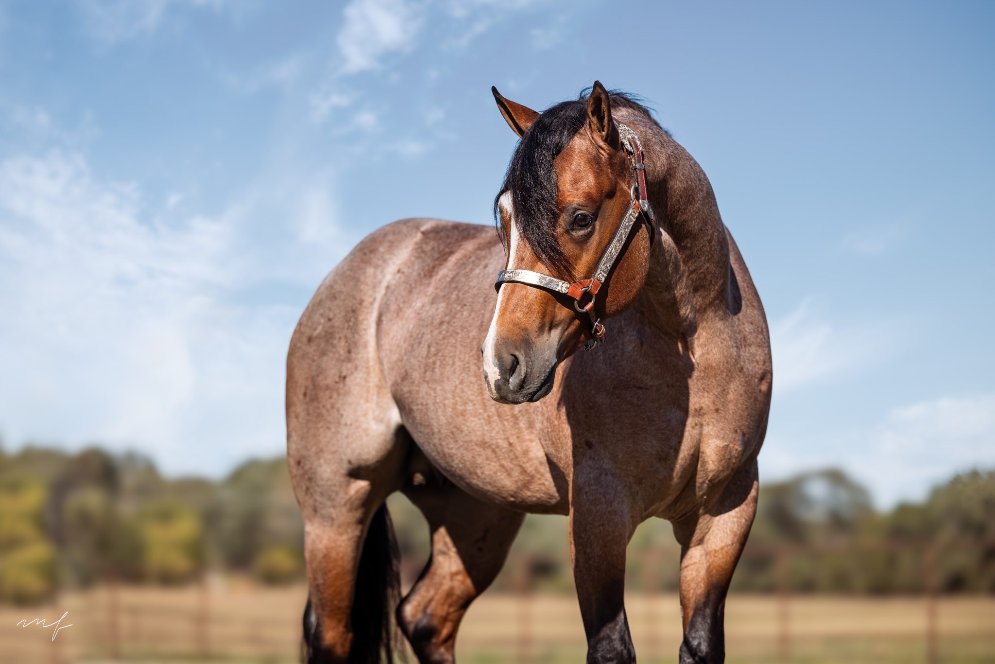 Catolena Joe – Bryant-Ranch