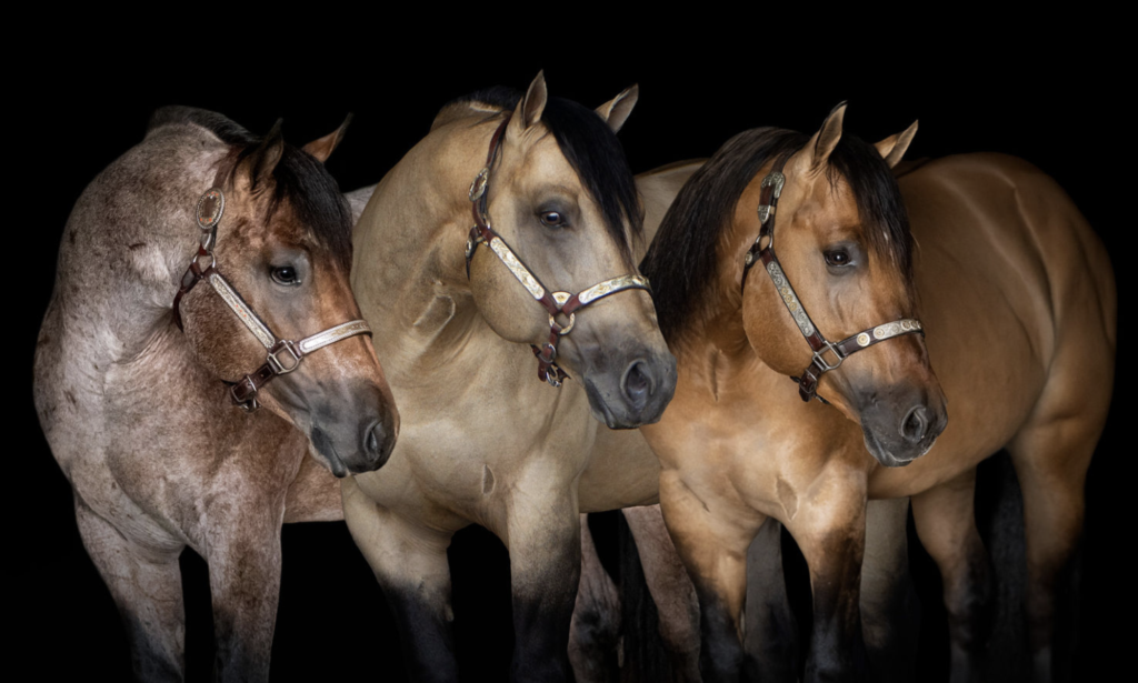 Offspring – Bryant-Ranch