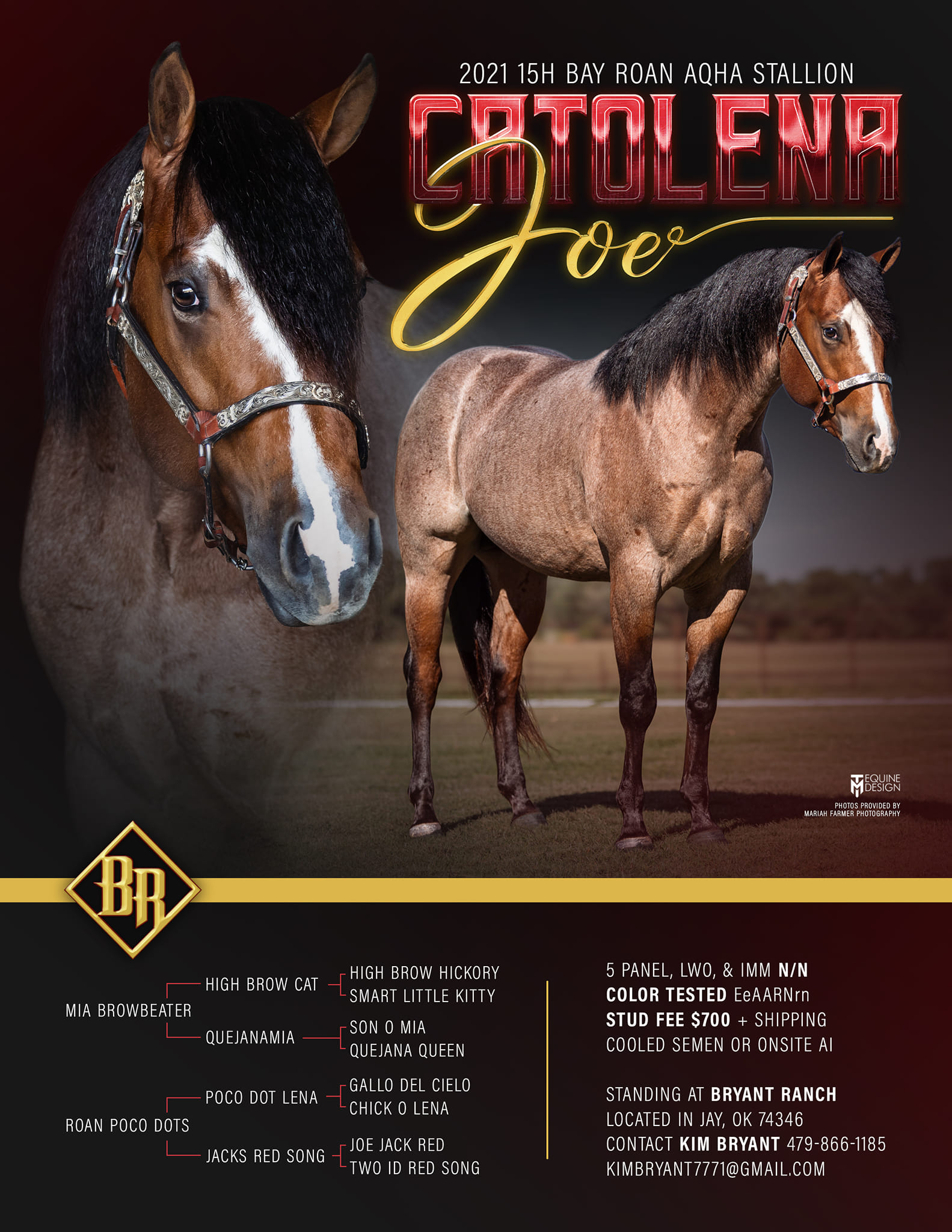 Catolena Joe – Bryant-Ranch