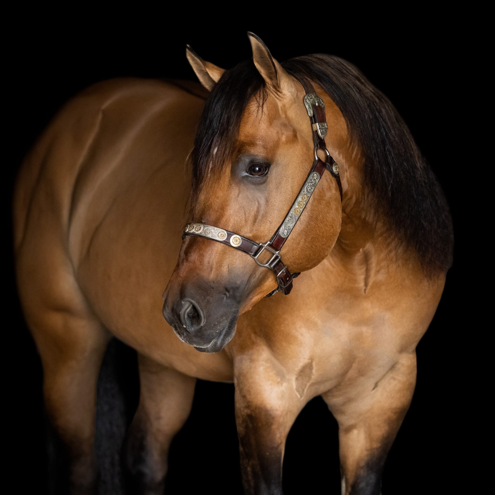 Stallions – Bryant-Ranch