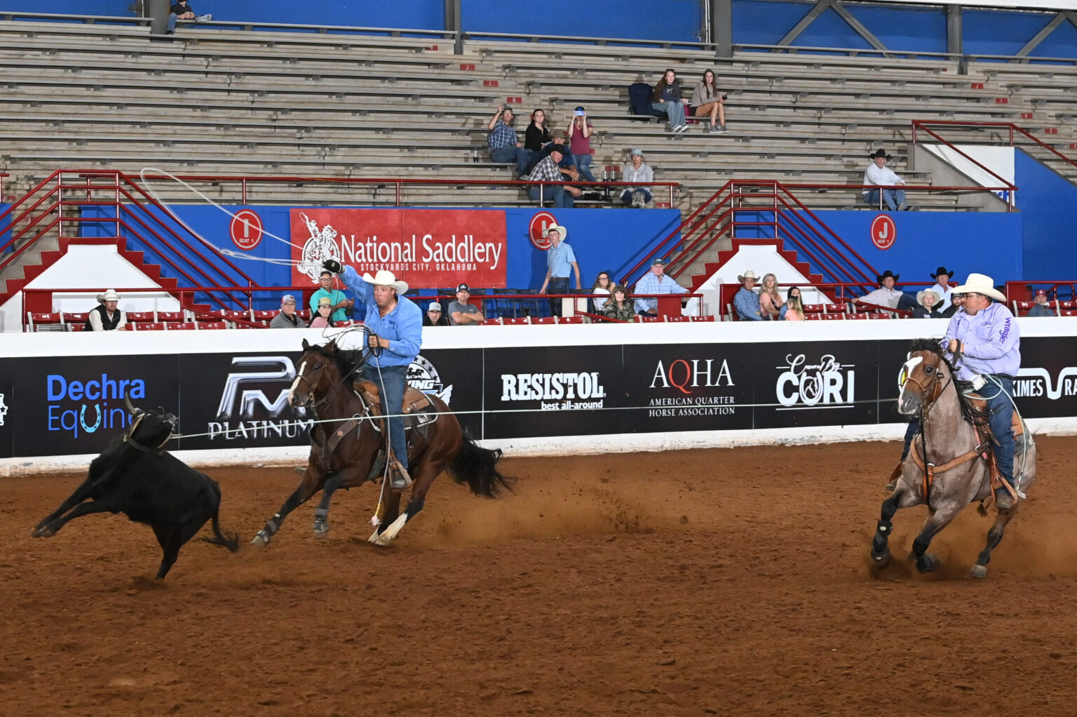 Catolena Joe – Bryant-Ranch