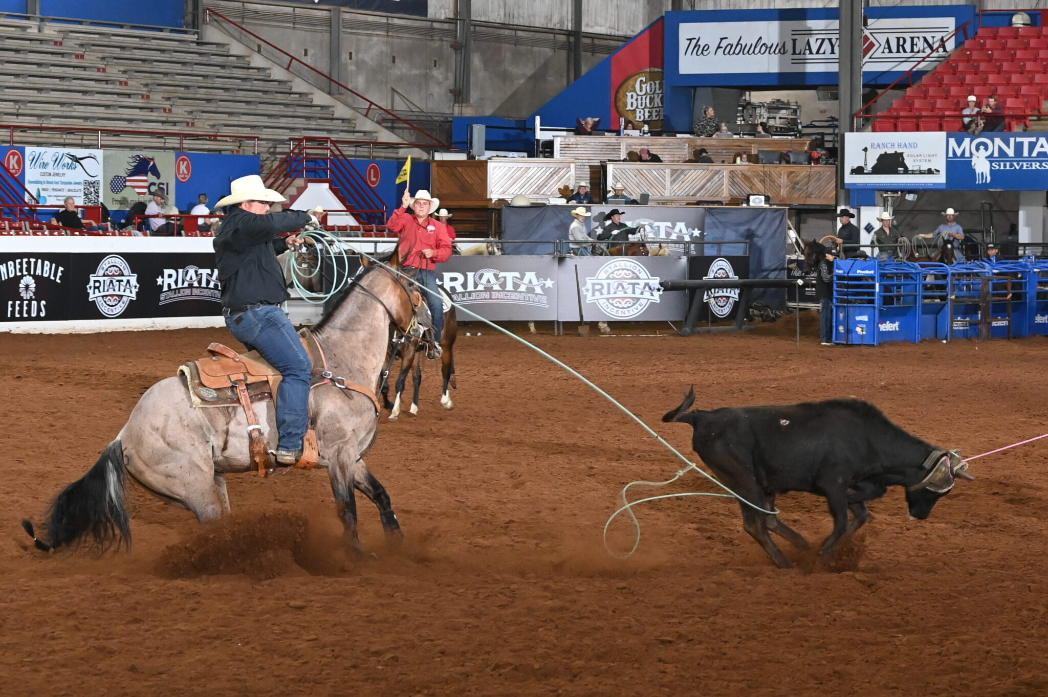 Catolena Joe – Bryant-Ranch