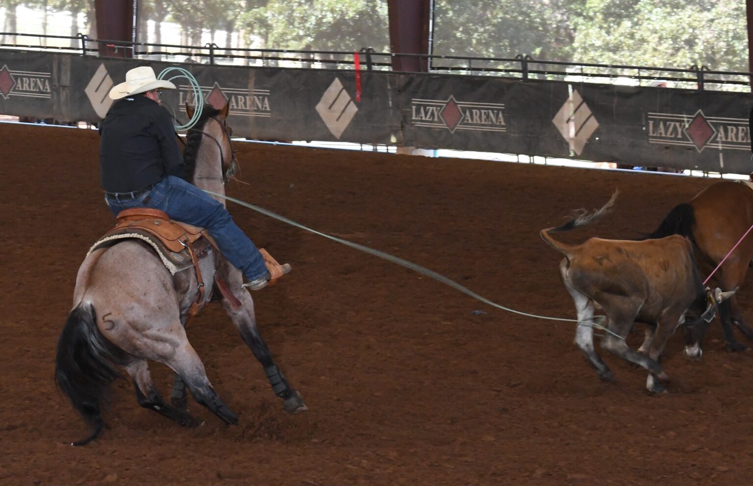 Catolena Joe – Bryant-Ranch